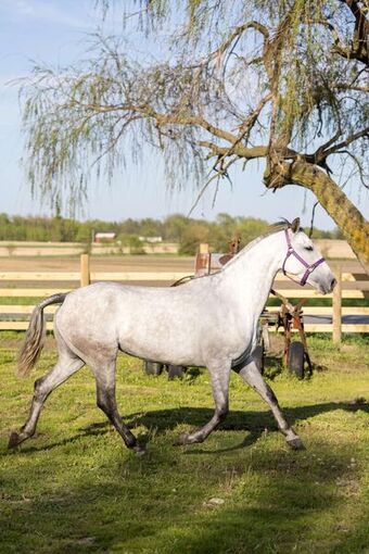 Grey Horses for Sale | HorseClicks