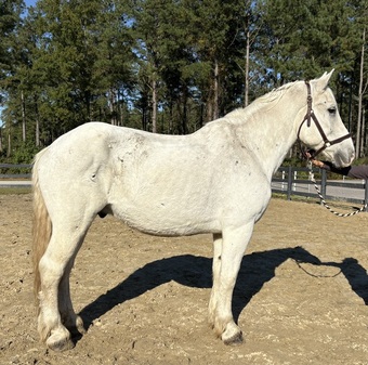 Percheron for Sale | Horse Classifieds | HorseClicks