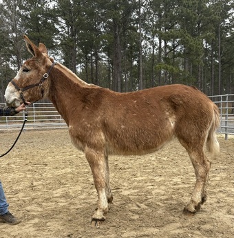 Mule for Sale | Horse Classifieds | HorseClicks