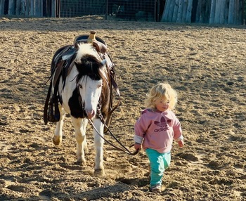 Ponies for Sale | Horse Classifieds | HorseClicks