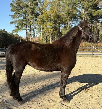 Black Horses for Sale | HorseClicks