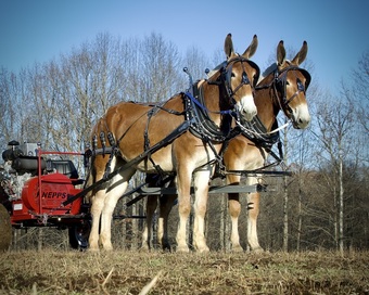 Draft Horses for Sale | HorseClicks