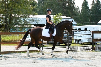 Performance Horses for Sale | HorseClicks