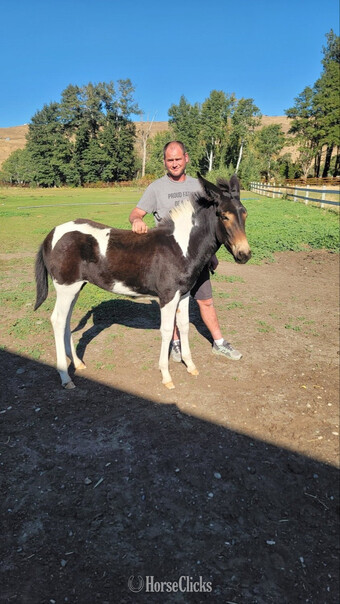 Horses for Sale in Washington | Horse Classifieds | HorseClicks