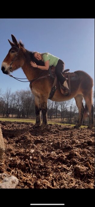 Mule for Sale in California | Horse Classifieds | HorseClicks