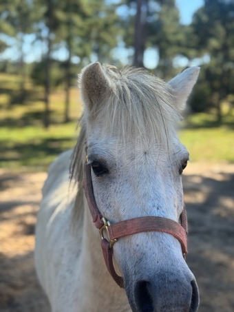 White Horses for Sale | Horse Classifieds | HorseClicks