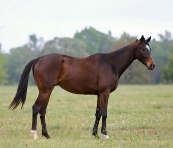 Bay Horses for Sale | Horse Classifieds | HorseClicks