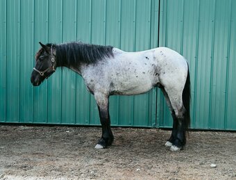 Blue Roan Horses for Sale | Horse Classifieds | HorseClicks