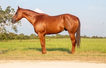 Team Roping Horses for Sale | Horse Classifieds | HorseClicks