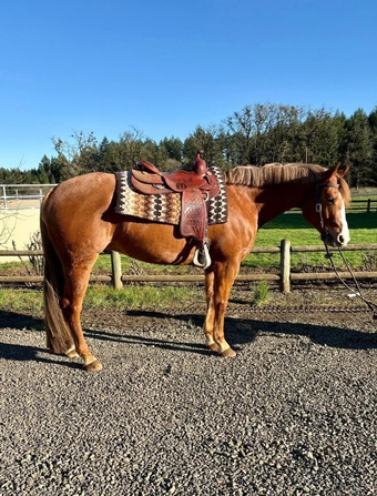 Brown Horses for Sale | Horse Classifieds | HorseClicks