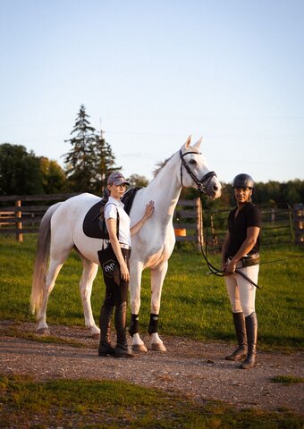 Geldings for Sale in Ontario | Horse Classifieds | HorseClicks