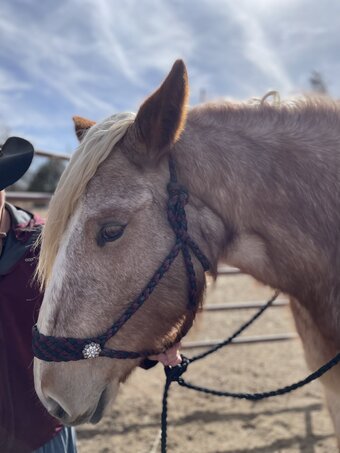 Red Roan Horses for Sale | Horse Classifieds | HorseClicks