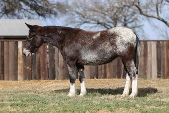 Horses for Auction | HorseClicks