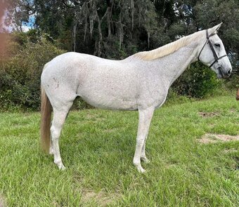 Show Jumping Horses for Sale | Horse Classifieds | HorseClicks