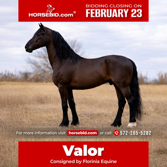 Black Horses for Sale | HorseClicks
