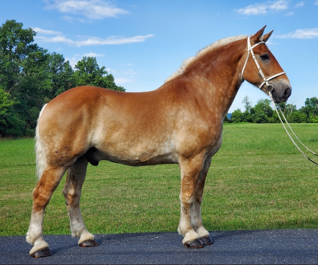 Draft Horse Placement/ C&K Stables LLC | Horse Sales