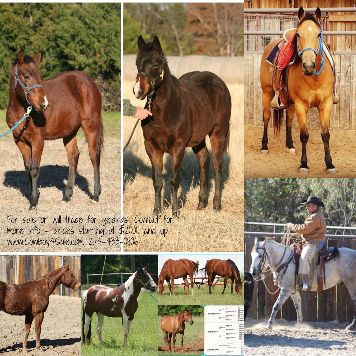 TNT Ranch | Horse Trainers